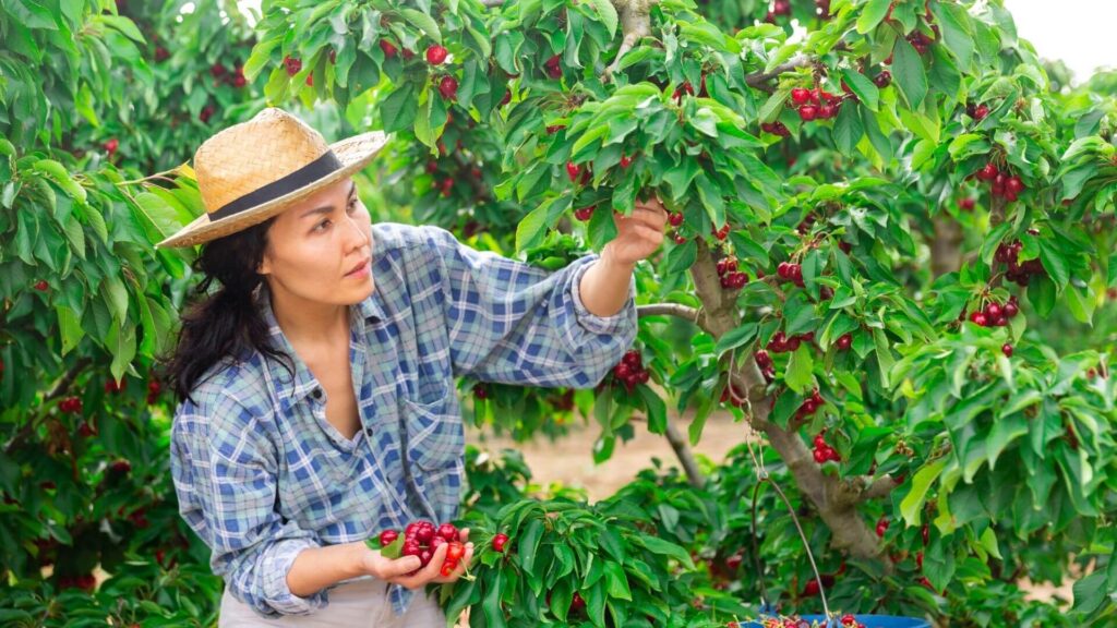 Where to Go Cherry Picking in Door County, WI